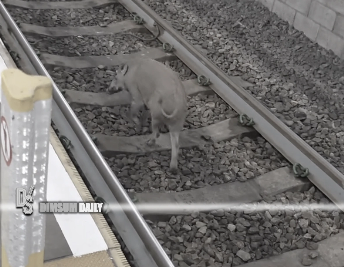 Wild boar spotted on MTR railwayl track at Yuen Long Station