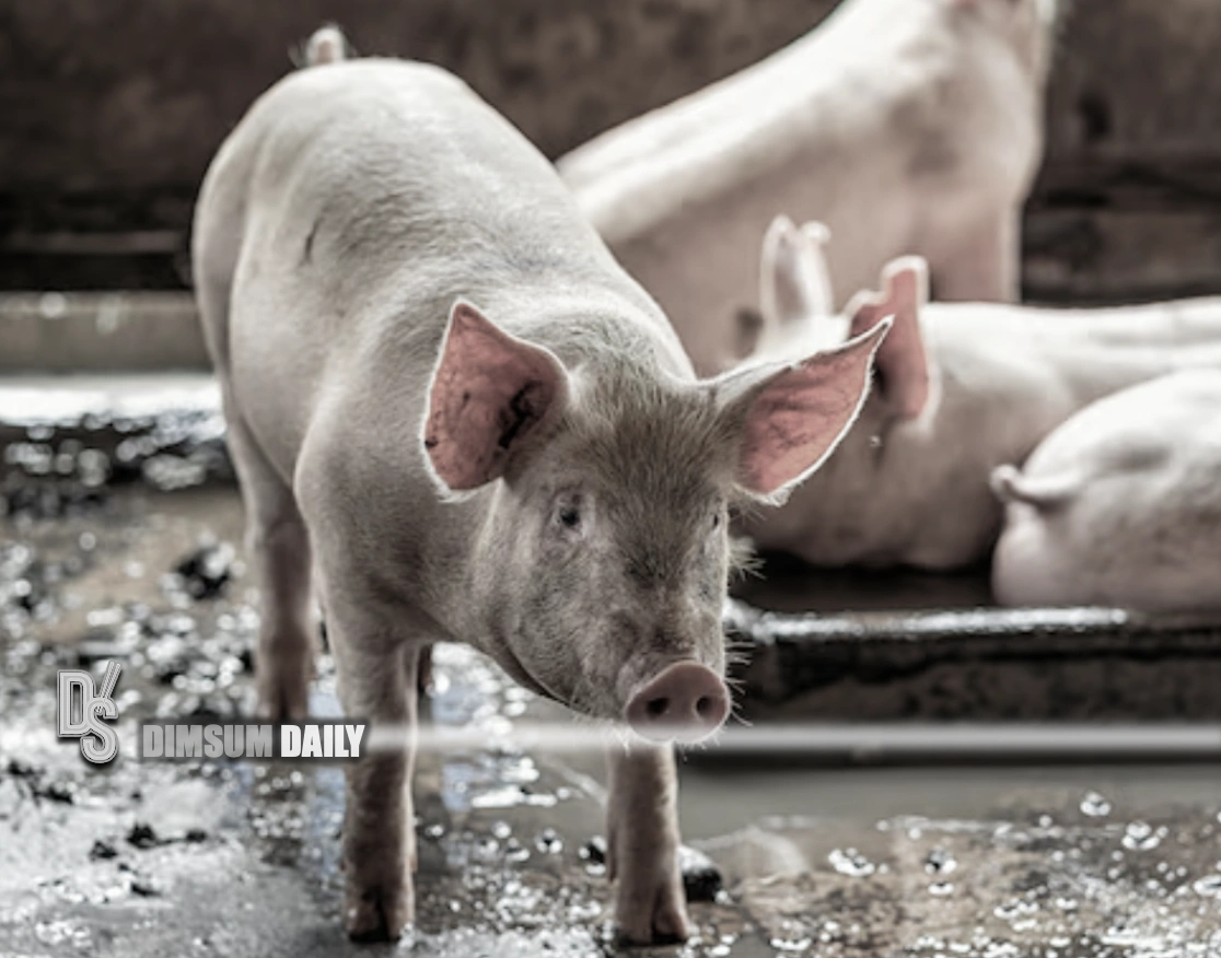 China introduces temporary tariffs on EU pork imports