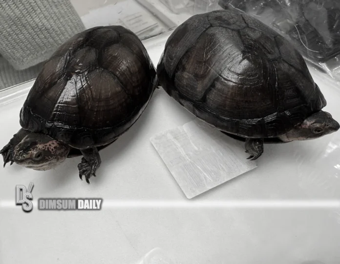 Hong Kong Customs seizes 324 live turtles in endangered species ...