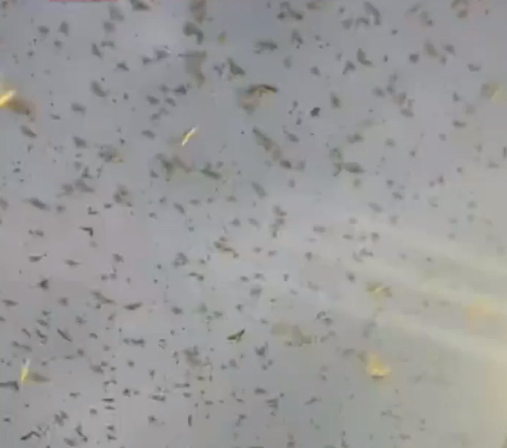 Rare natural events strike China with hail in Beijing, frogs in Tianjin ...