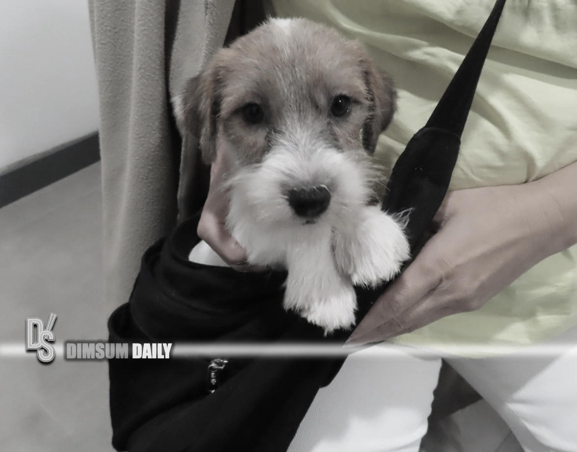 Hong Kong Customs cracks down on animal smuggling in "Pet Guardian ...