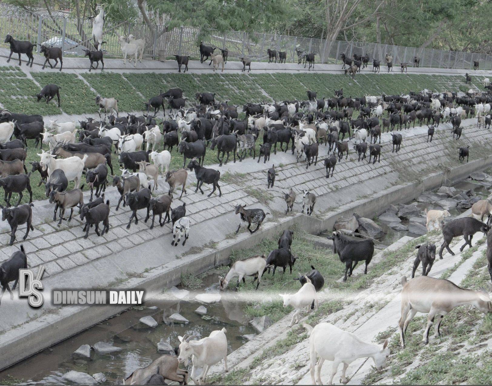 Hundreds of goats in HK spotted in mass foraging ahead of Super Typhoon ...