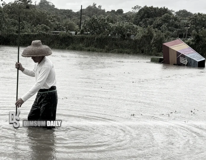 Sunflower farm in Yuen Long devastated by successive typhoons, owner ...