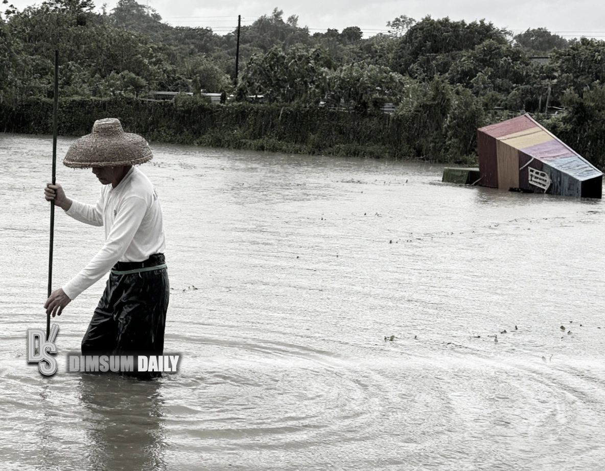 Sunflower farm in Yuen Long devastated by successive typhoons, owner ...