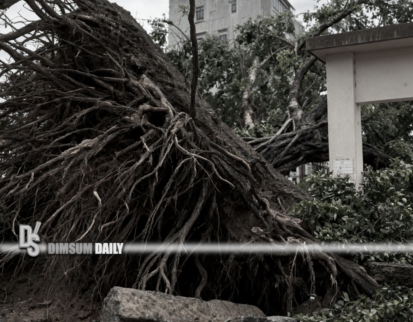 Super Typhoon Ragasa topples 50-year-old historic tree in Sai Kung