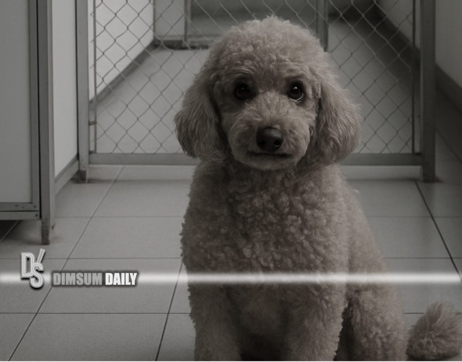 AFCD simplifies pet import from mainland China with reduced quarantine ...