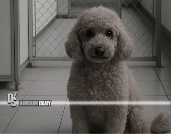 AFCD simplifies pet import from mainland China with reduced quarantine ...