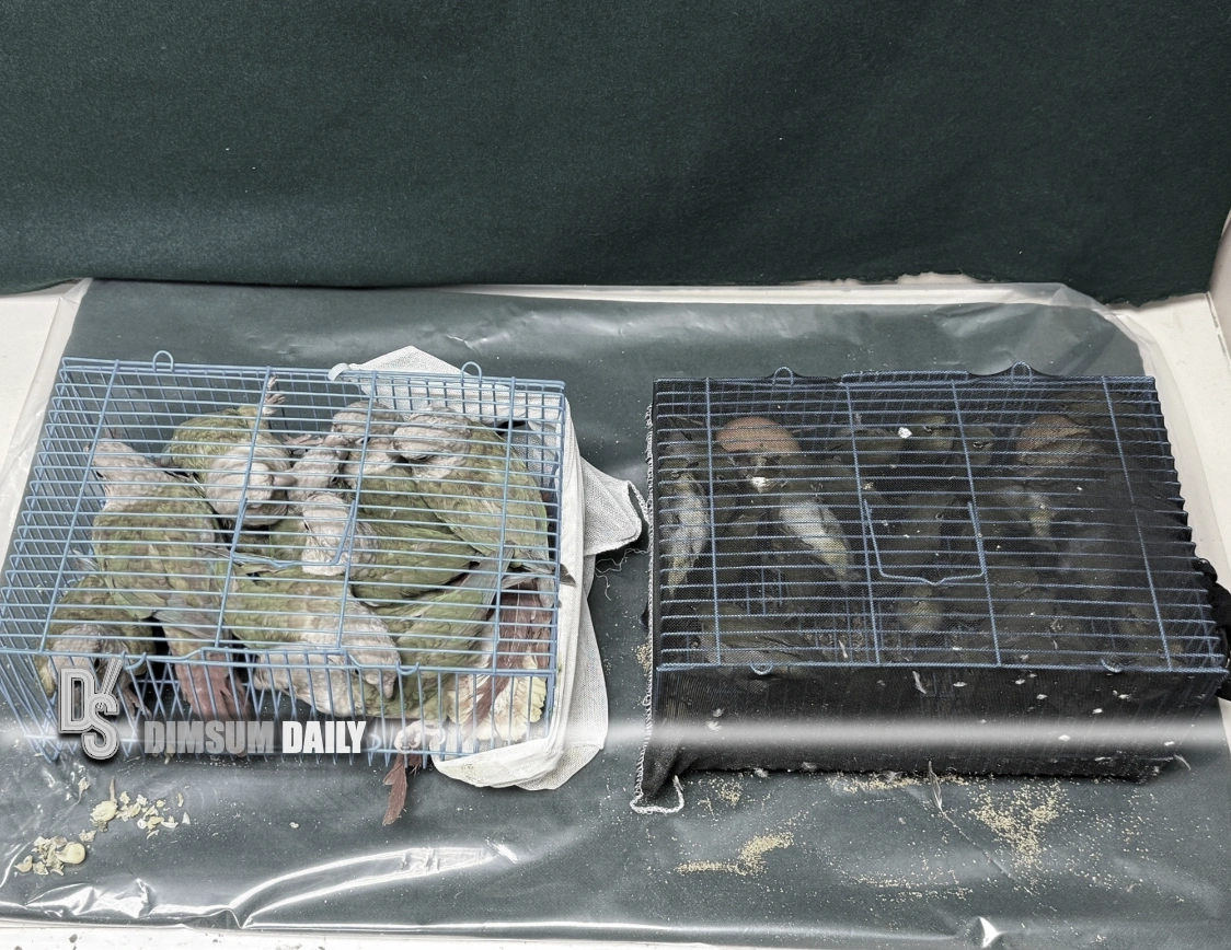 Hong Kong Customs seizes endangered parrots in Lo Wu Border smuggling bust