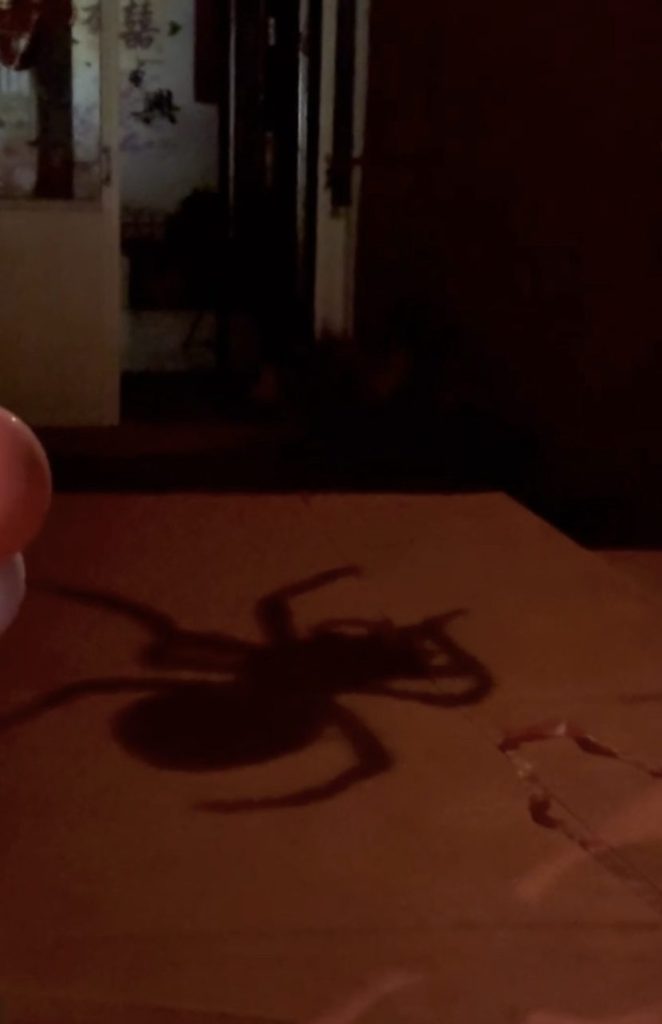 Giant spider shadow startles wedding preparations in Shandong ceremony