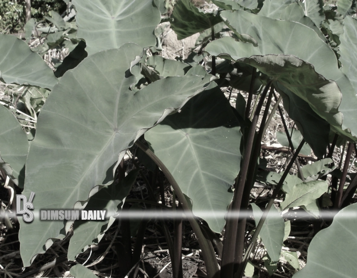 54-year-old woman hospitalised after eating foraged wild taro