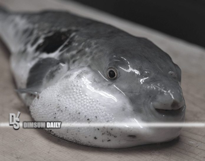 CHP probes two suspected puffer fish poisonings and urges public to ...