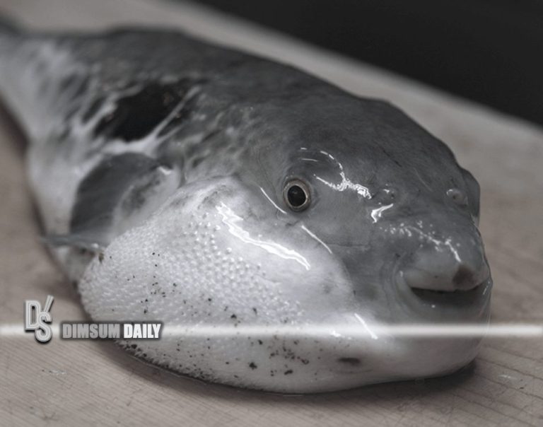 CHP probes two suspected puffer fish poisonings and urges public to ...