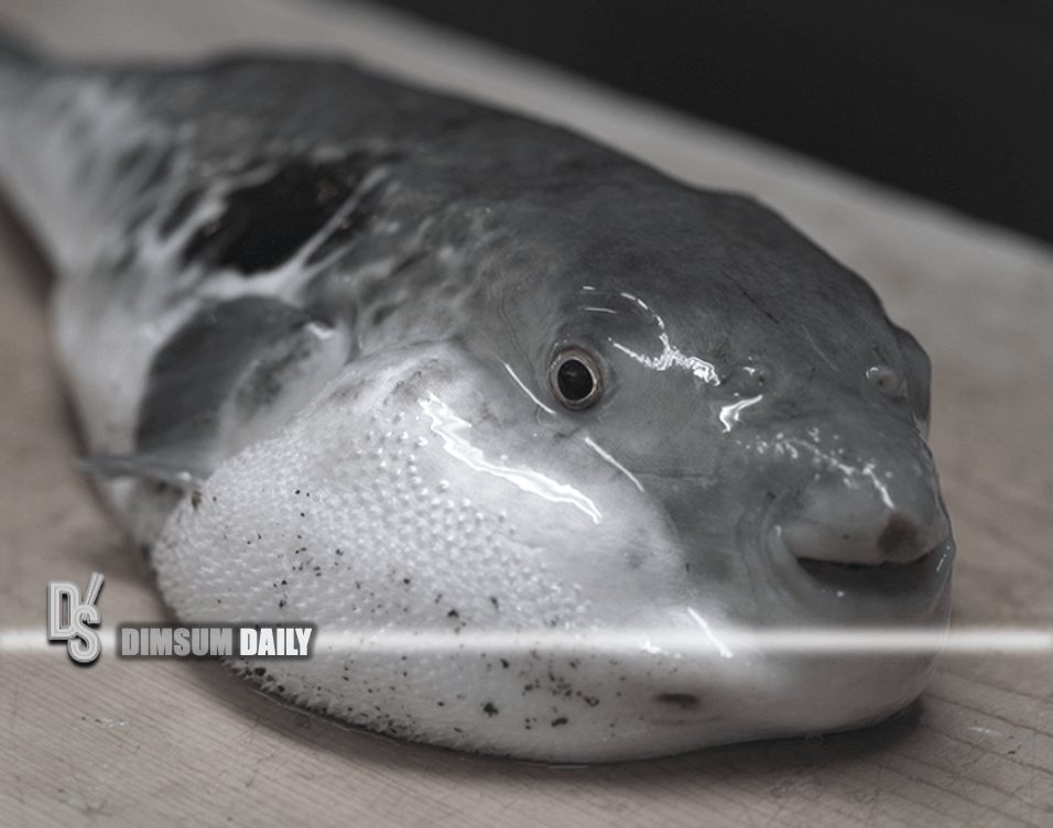 CHP probes two suspected puffer fish poisonings and urges public to ...