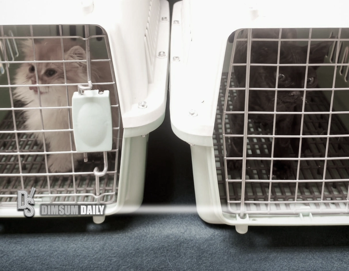 Customs intercept illegal animal importation attempt at Lo Wu border