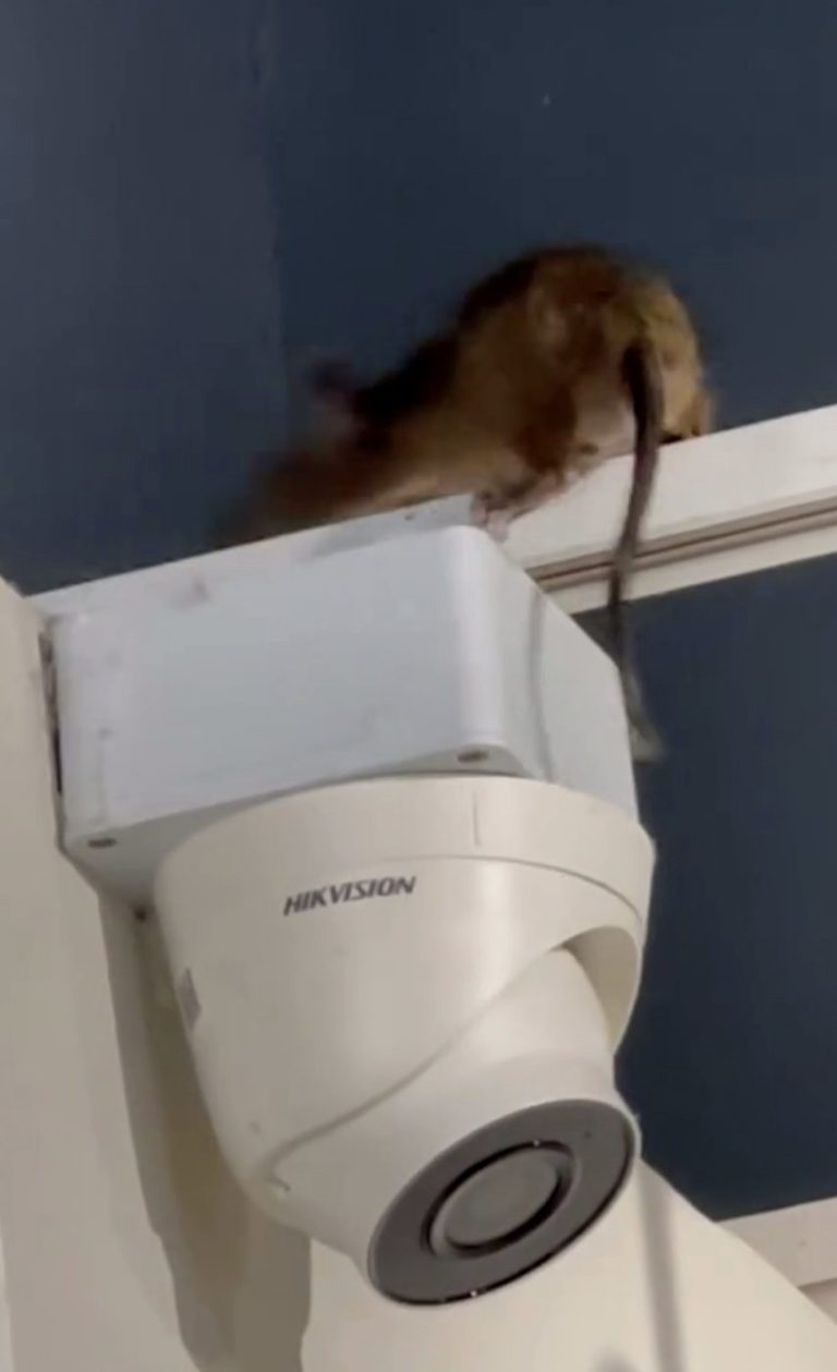Customer films large rat above cashier at Pa Shih dessert shop in TST