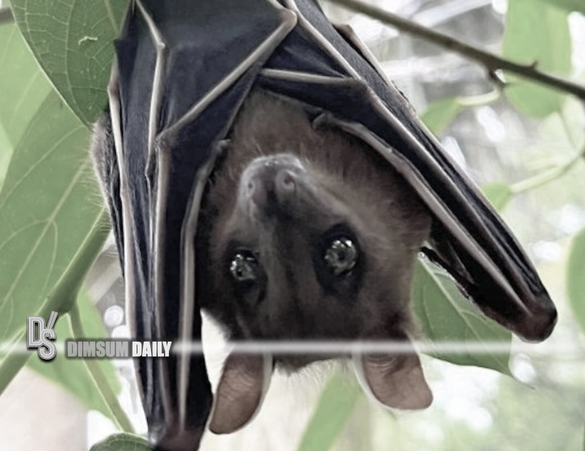 Kadoorie Farm reports 30 short-nosed fruit bats straying into Hong Kong ...