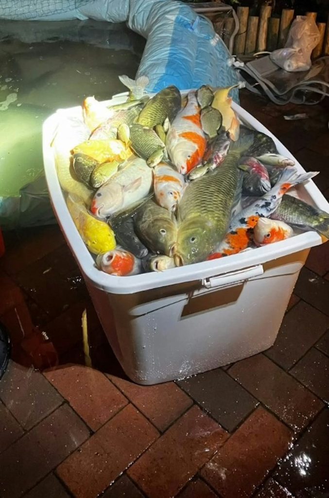 Over 100 fish die at King Lam Estate after pond cleaning mishap, police ...