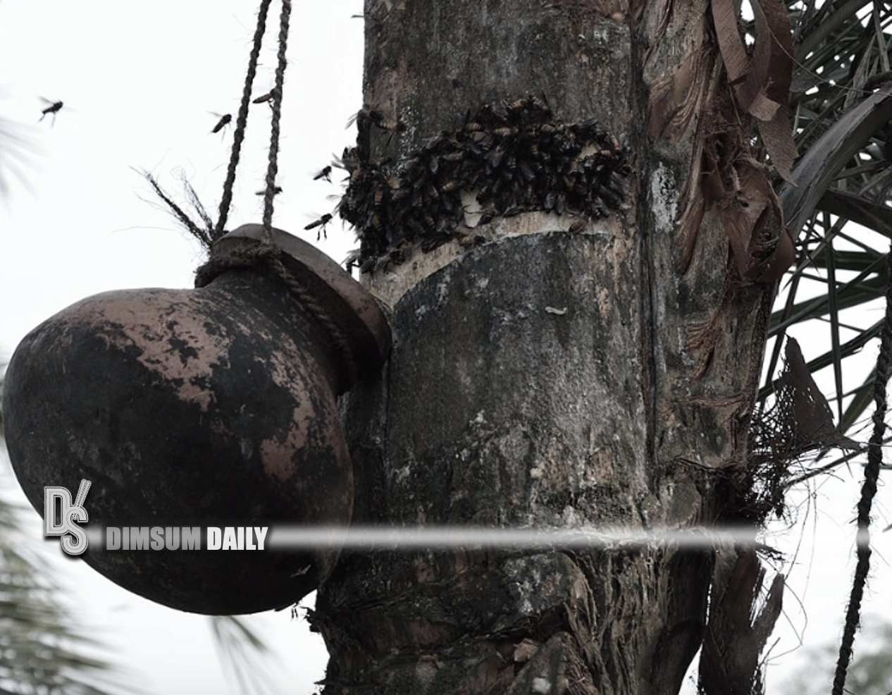 Raw date palm sap suspected in Bengal Nipah infection case