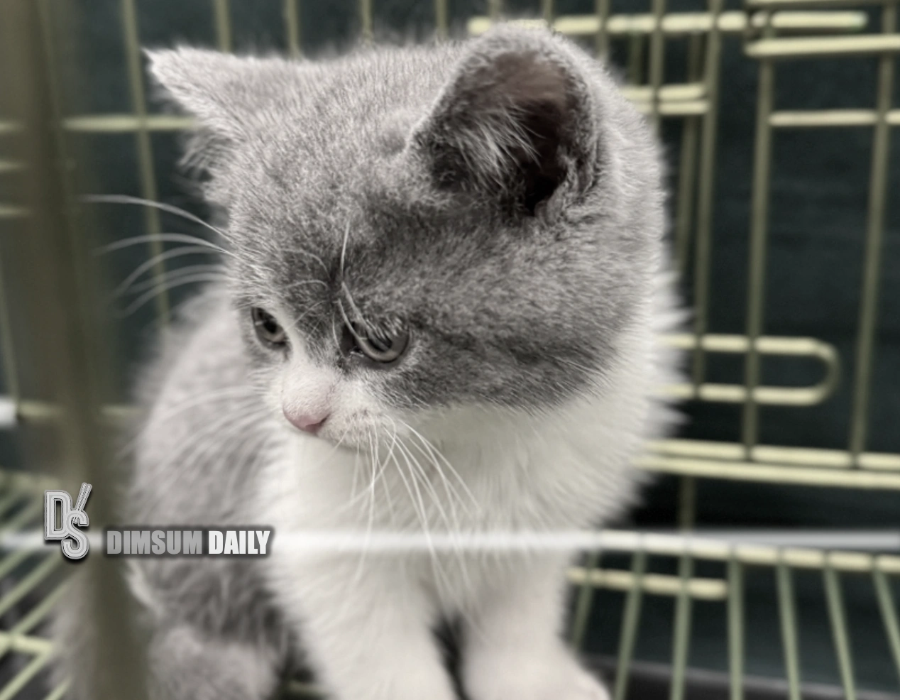 Smuggled cat worth HK$20,000 seized at Lo Wu Control Point