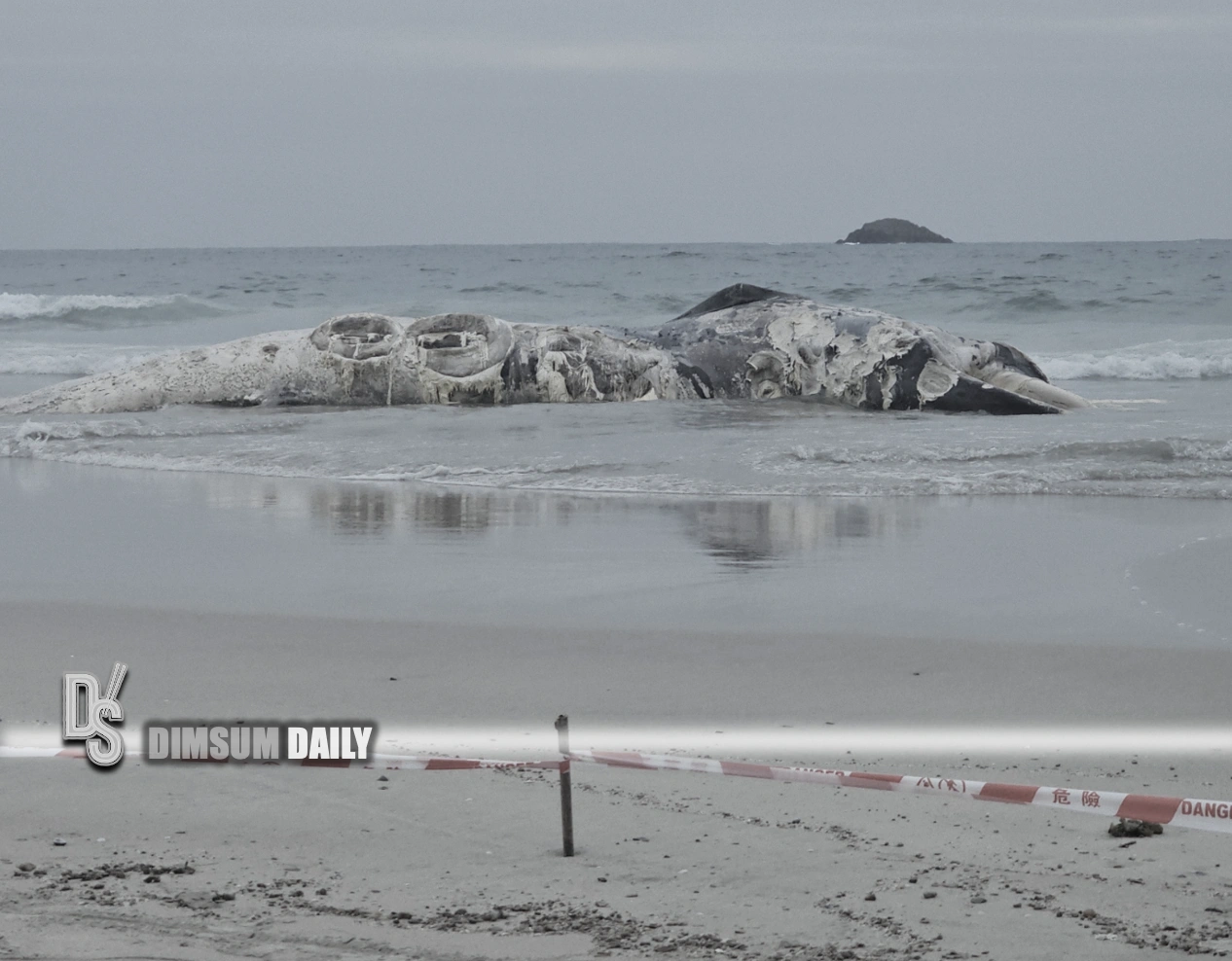 AFCD investigates decomposed whale carcass discovered on Sai Kung beach