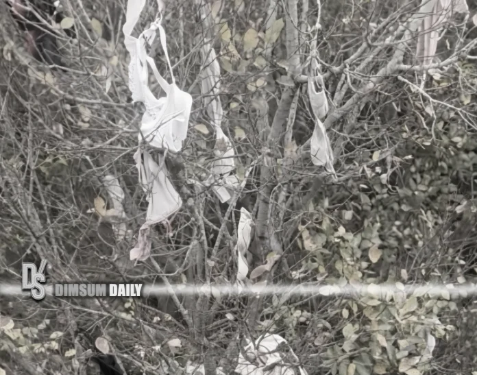 Bra-covered tree found near Tai Lam Tunnel Bus Interchange - Dimsum Daily