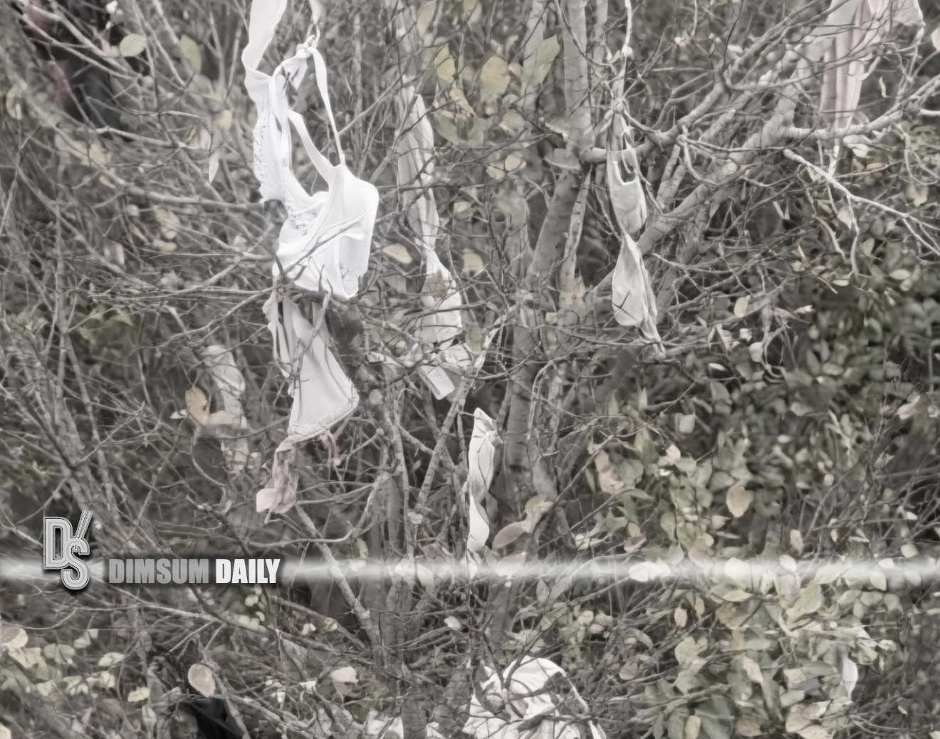 Bra-covered tree found near Tai Lam Tunnel Bus Interchange - Dimsum Daily