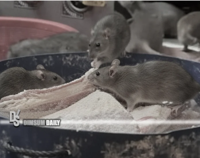 Rat video from Tai Po noodle shop leads to FEHD action and filmmaker ...