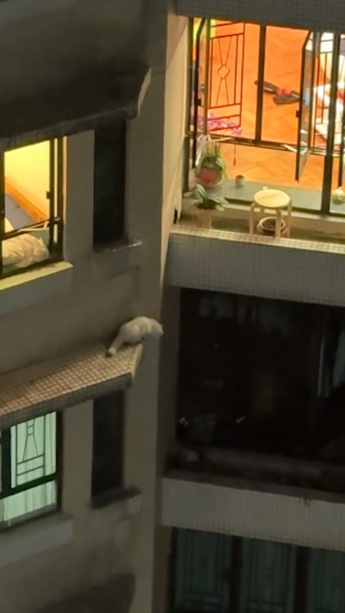 Video shows SPCA saving stranded cat after man fatally falls while ...