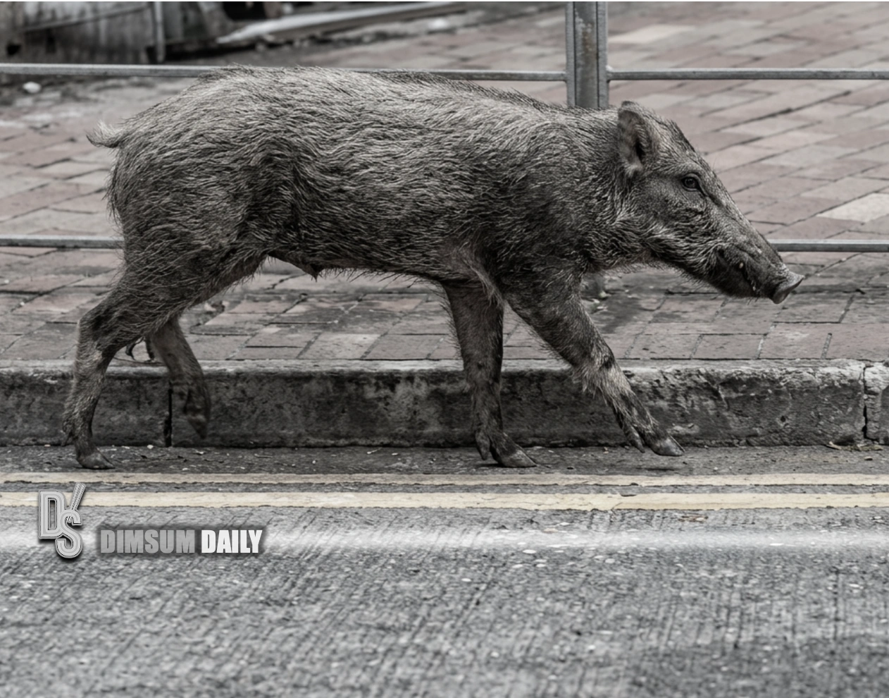 Wild boar captured after three-hour chase in Ma On Shan, at least 4 ...