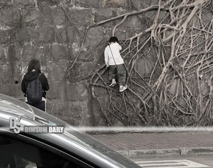 Boy climbs protected ancient trees on Forbes Street in Kennedy Town