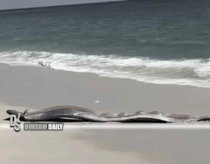 Two rare 'doomsday fish' wash up on Cabo San Lucas Beach in Mexico