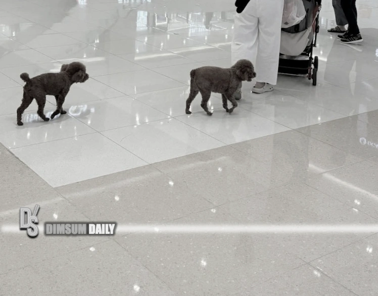 Unleashed dogs spotted at tmtplaza in Tuen Mun