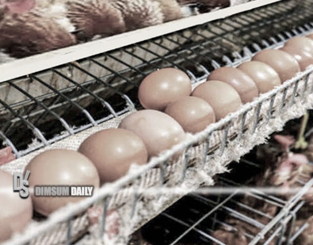 Mainland egg prices soar to decade high