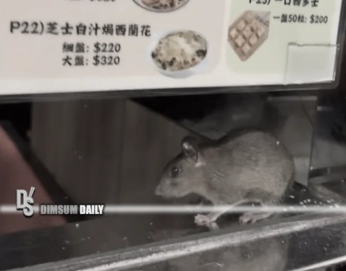 Large rat seen unfazed inside closed Fanling restaurant near glass frontage