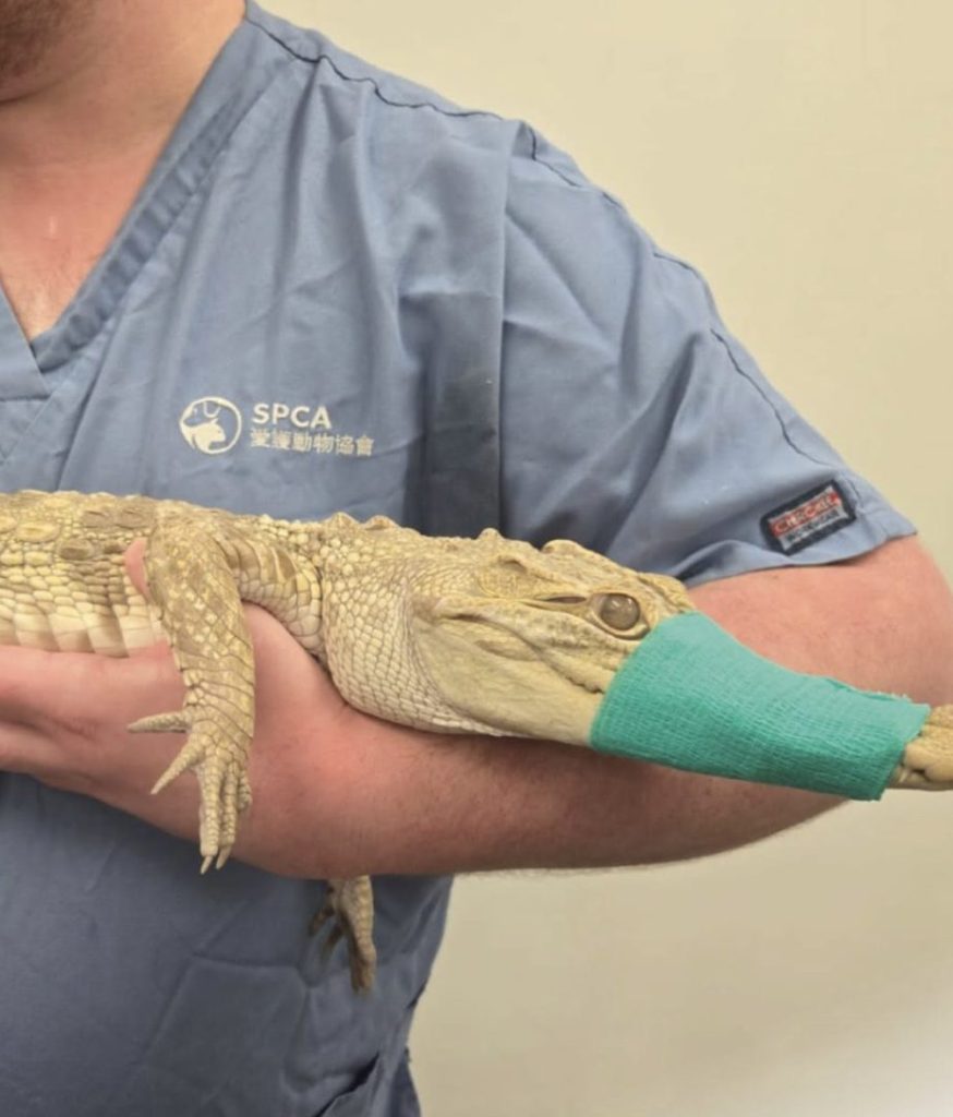 1.5m Siamese crocodile found on Sham Shui Po apartment balcony